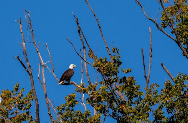Dutch Gap Conservation Area Guide - Experience Chesterfield