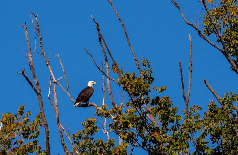 Dutch Gap Conservation Area Guide - Experience Chesterfield