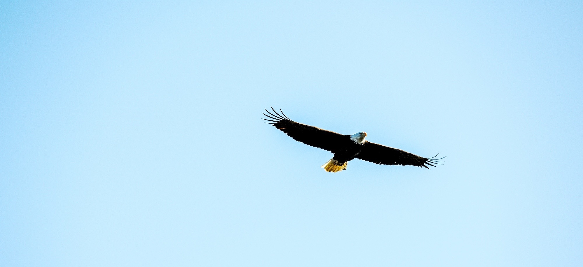 Bird Watching in Chesterfield County - Experience Chesterfield