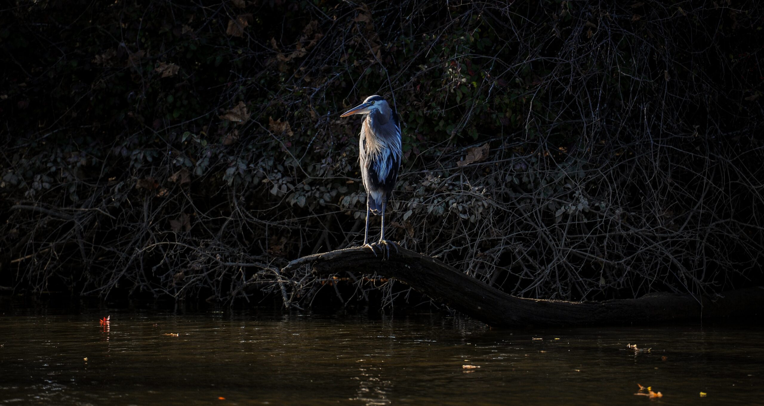 Bird Watching in Chesterfield County - Experience Chesterfield