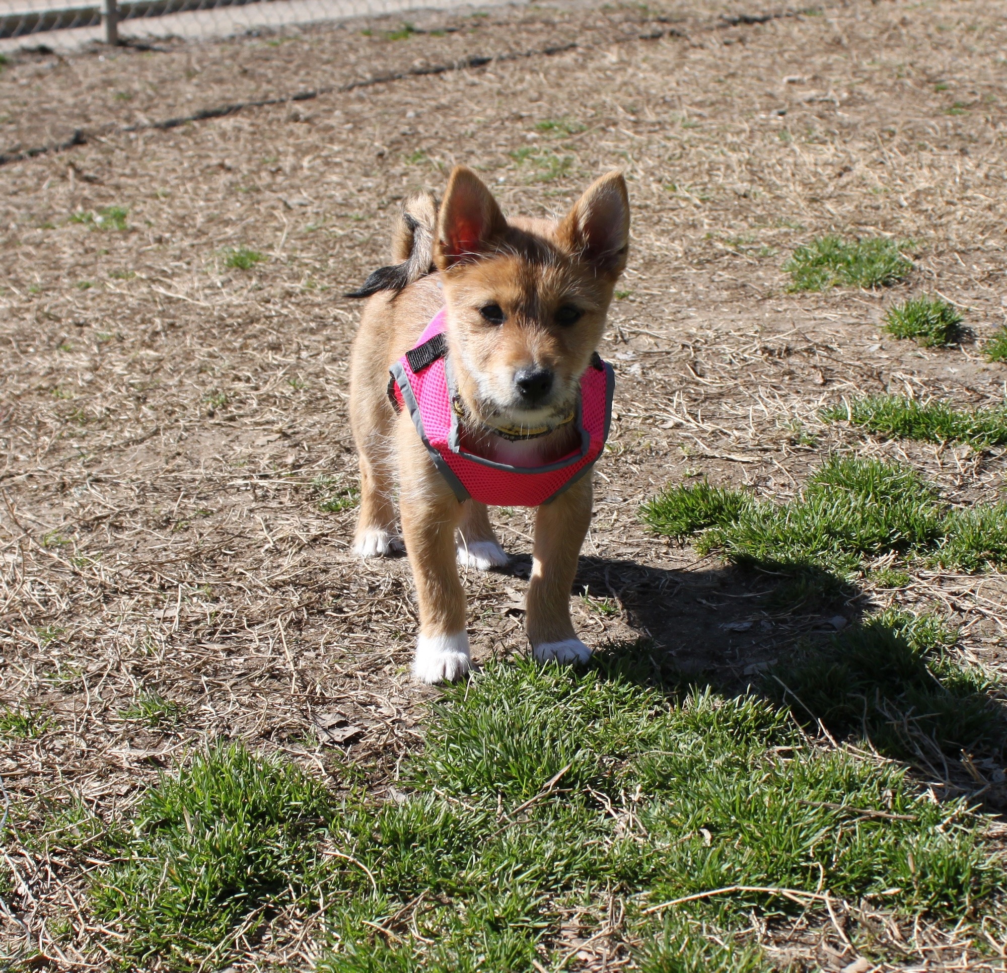 Dog Parks in Chesterfield County - Experience Chesterfield